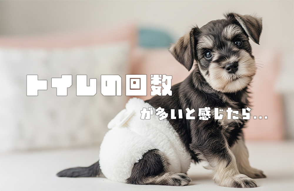 ミニチュアシュナウザーの仔犬の頻尿について | ESTRELLA｜ミニチュアシュナウザー専門店